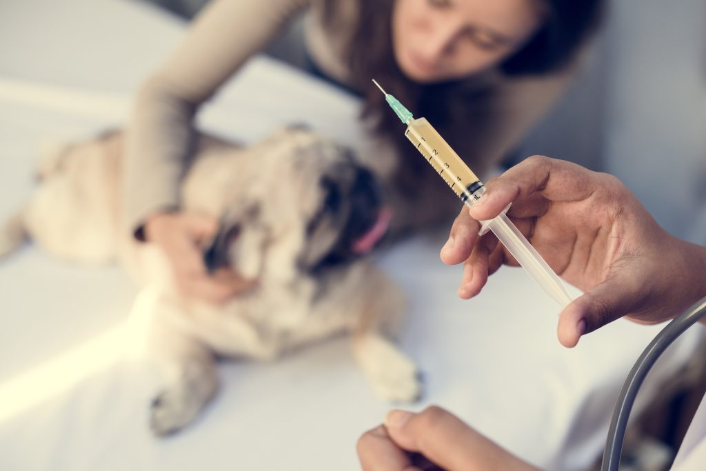 Pet Vaccinations Explained | Puppy, Kitten & Adult Vaccine Guide - Old ...